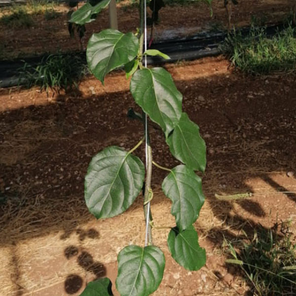 Our Varieties | KIWIKO® Global Variety Management